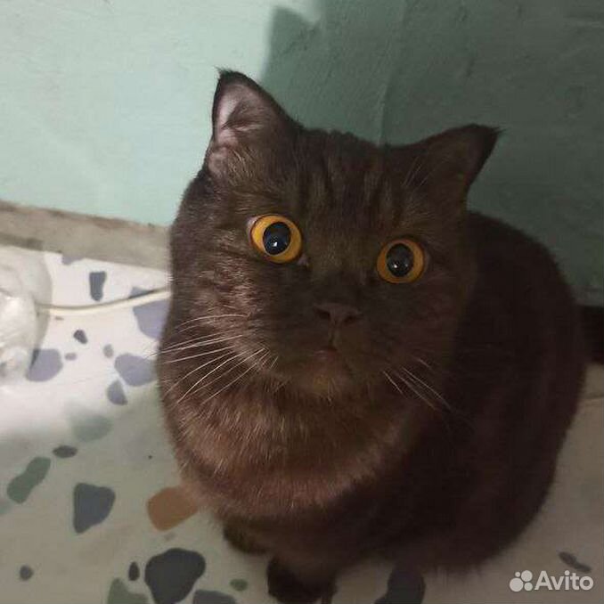 Кот британец ищет семью