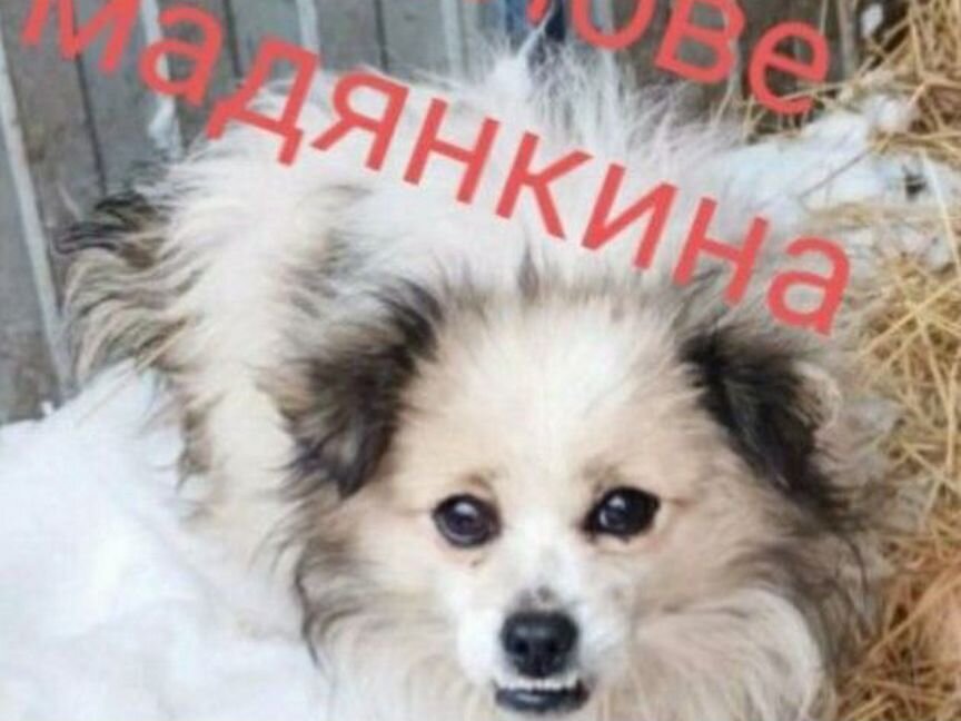 Маленькие собачки. На грани выживания