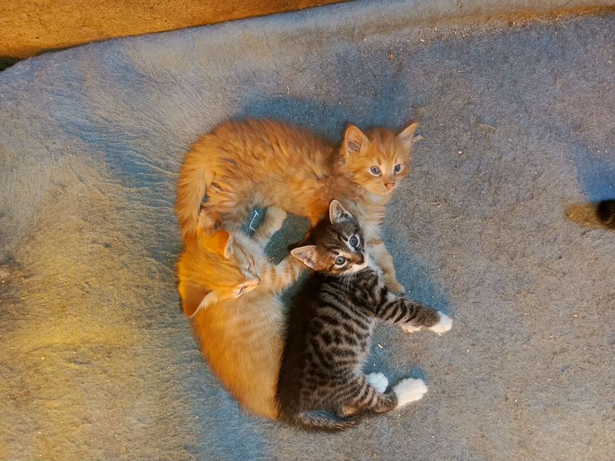 Котята