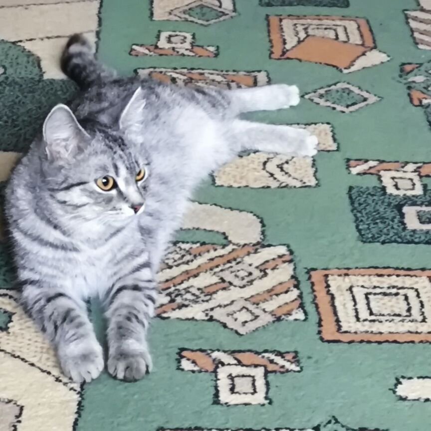 Отдам в добрые руки