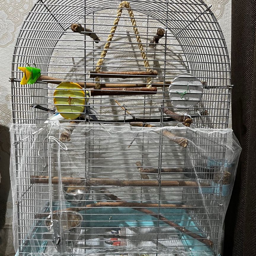 Волнистый попугай