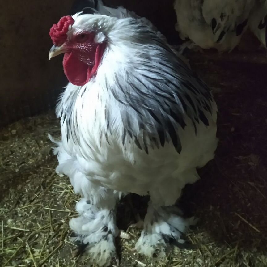 Семья кур породы Брама