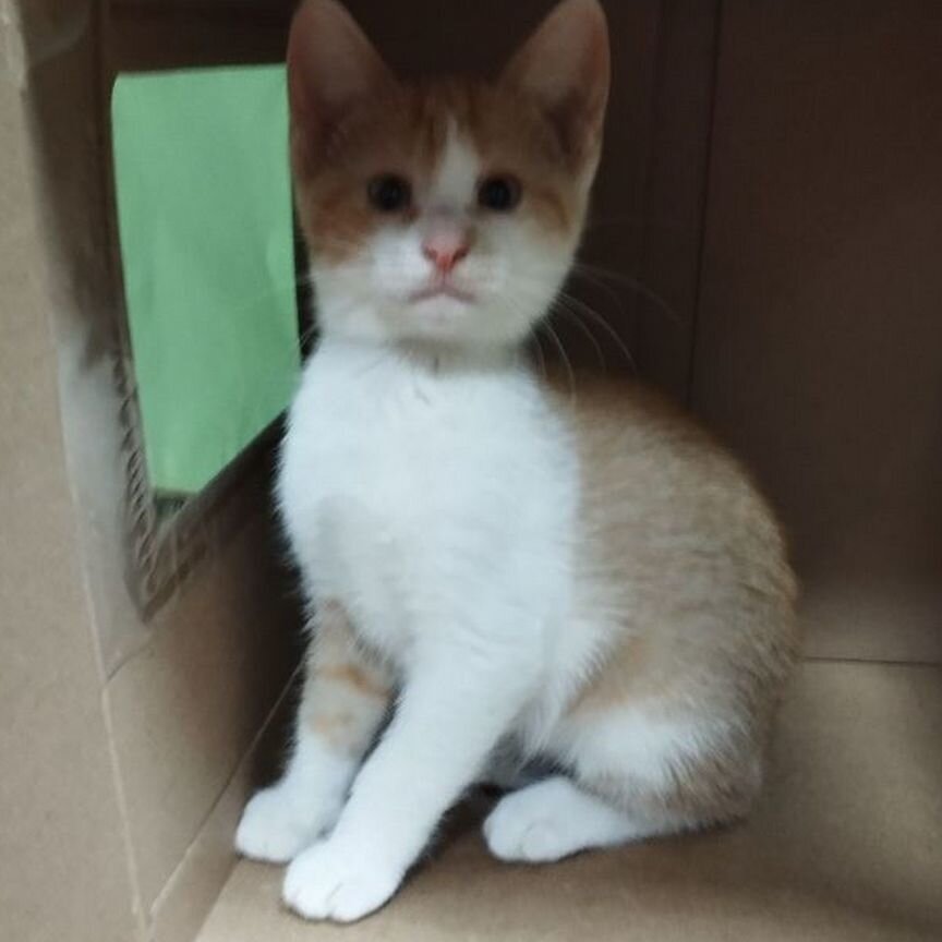Котята в добрые руки бесплатно