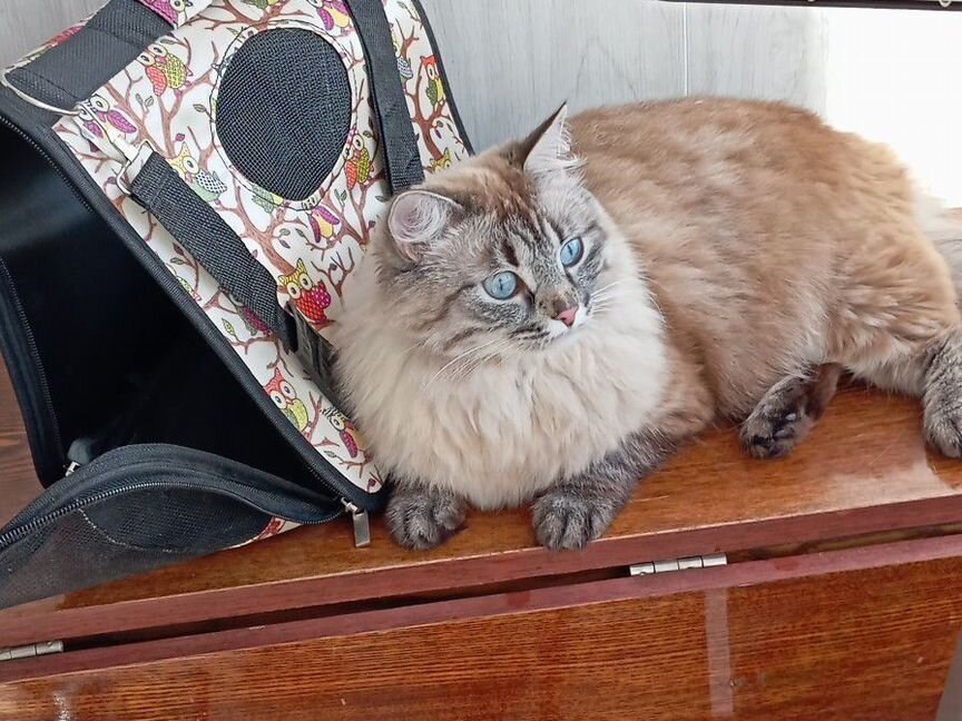 Переноска для котёнка или некрупной кошки
