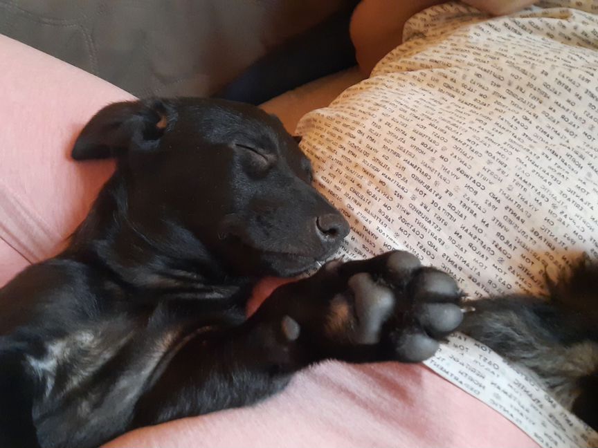 Собака в добрые руки щенок