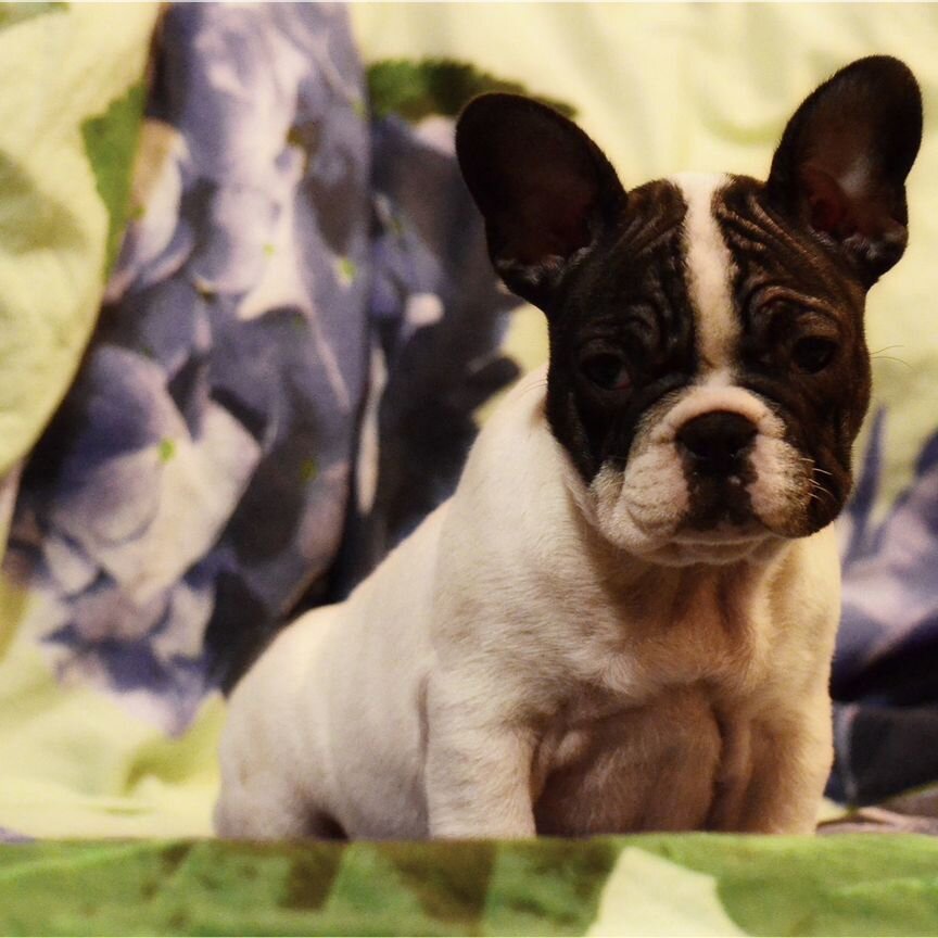 Французский бульдог, щенок