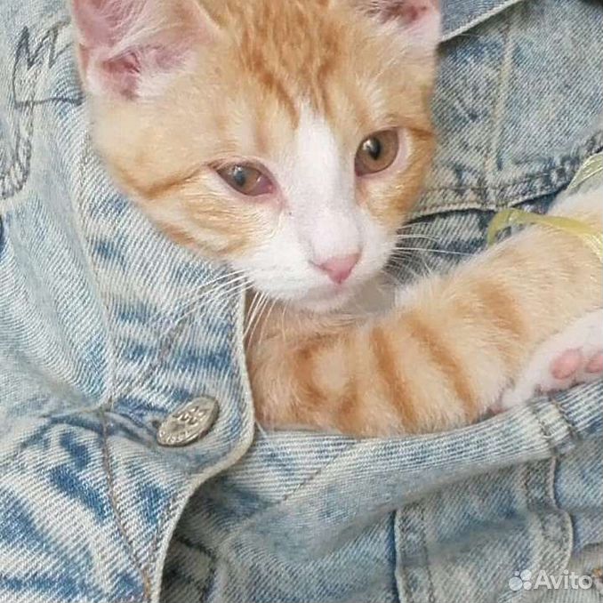 Рыжий котенок Патрик