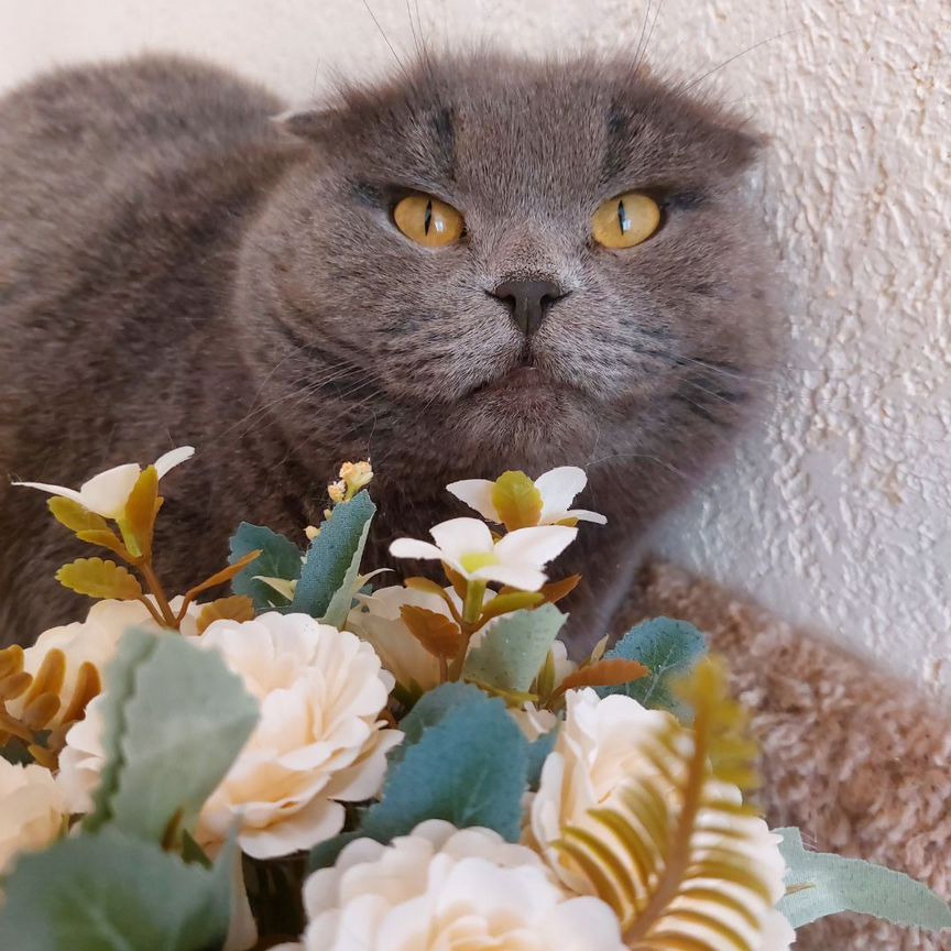 Кошечка Сирень ищет дом и любимых людей
