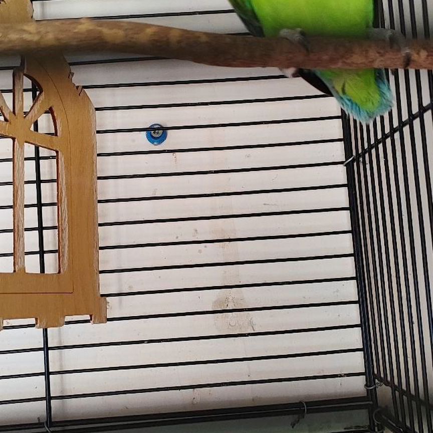 Попугай неразлучники