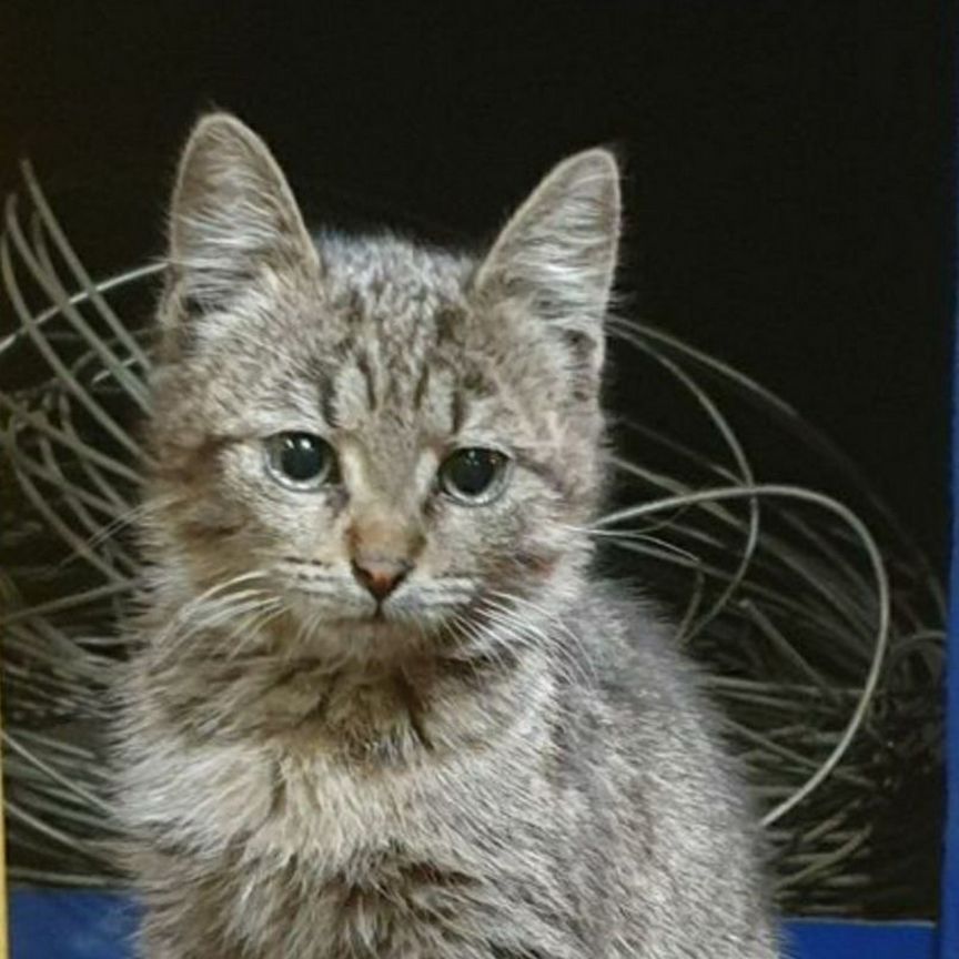 Котёнок