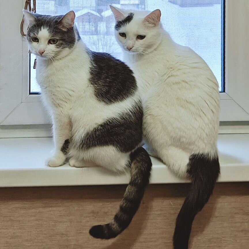 Взрослый кот в добрые руки