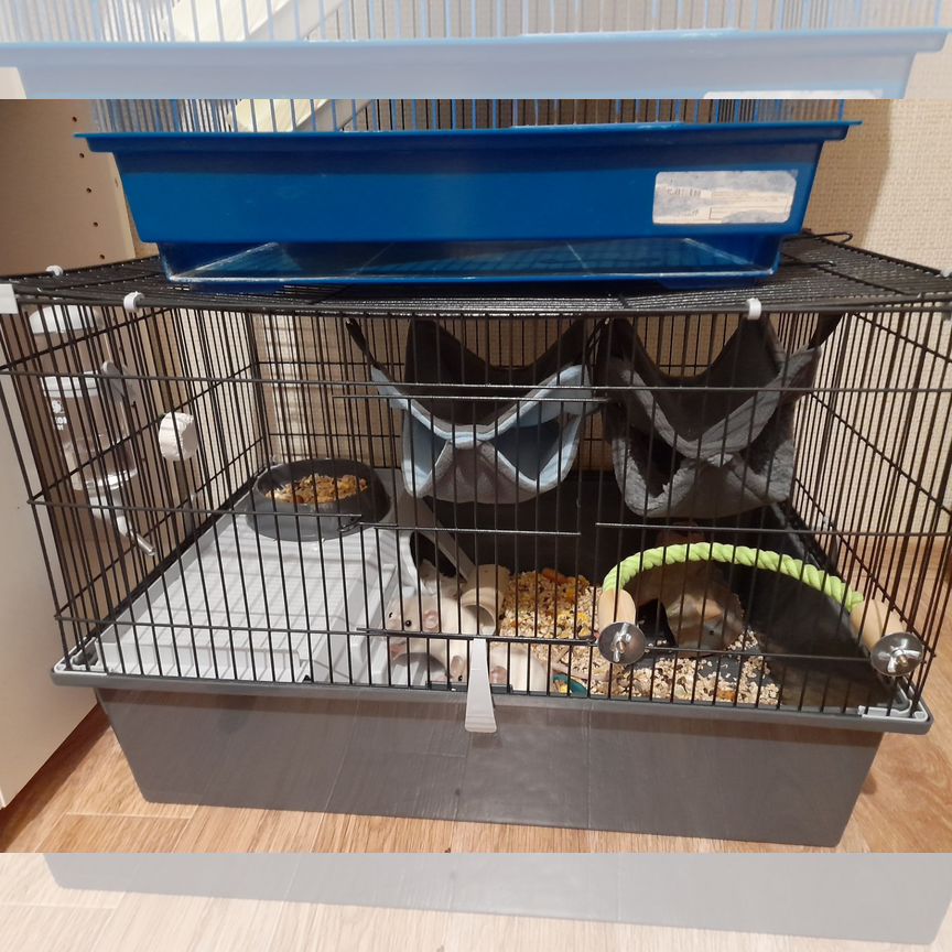 Клетка с крысятамм