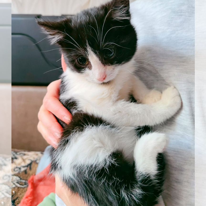 Котёнок в добрые руки