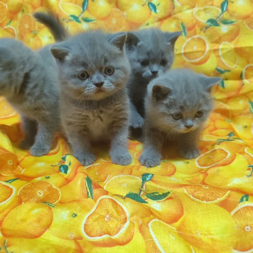 Британские котята