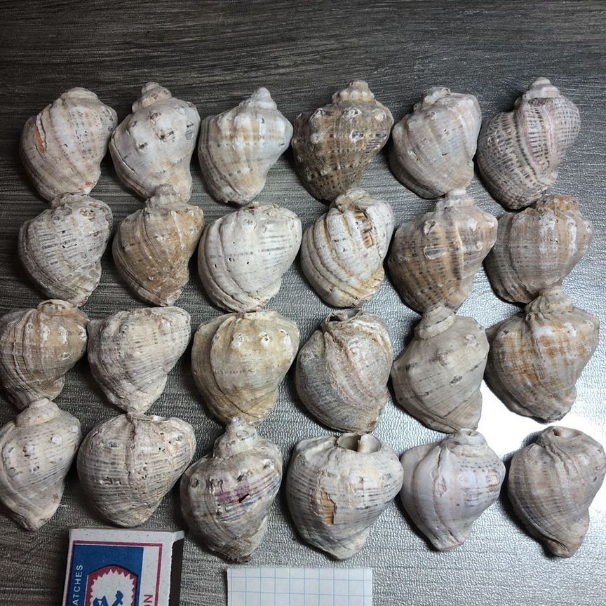 Морские ракушки раковины