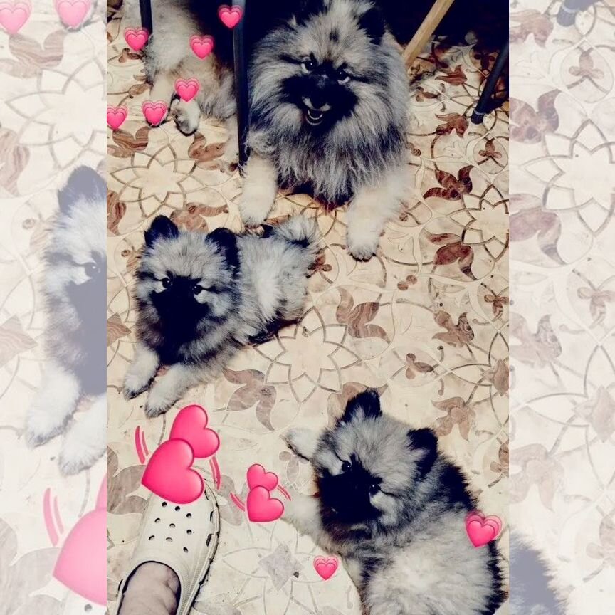 Продам щенка