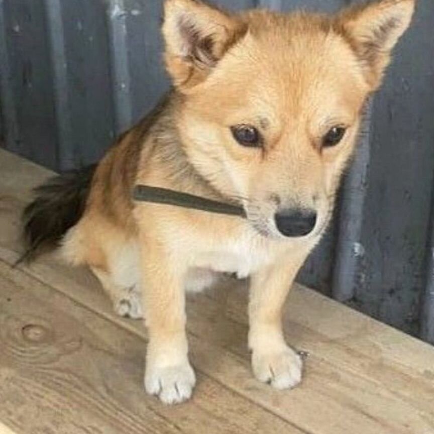 Собачка маленькая ищет дом