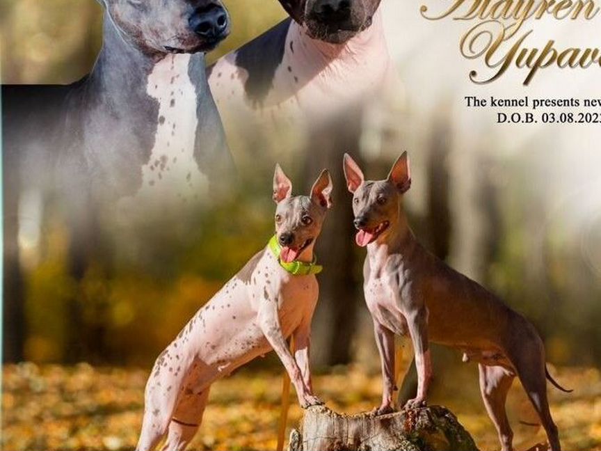 Американский голый терьер (агт/AHT)