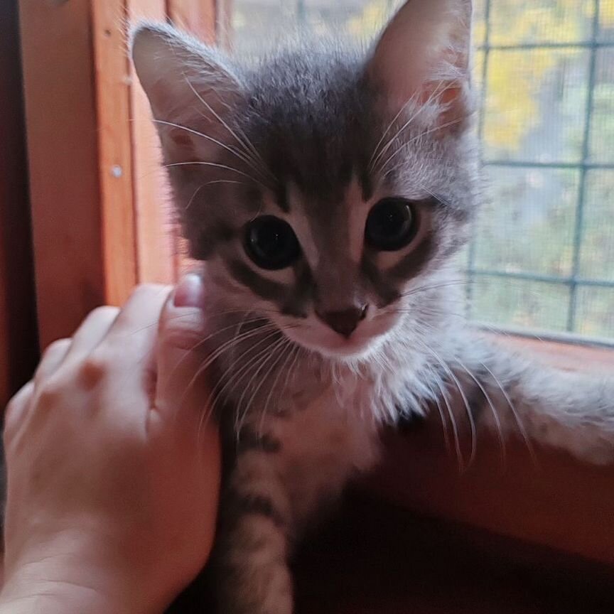Маленький серый котёнок
