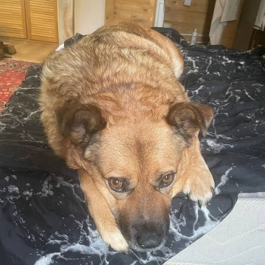 Взрослый пёс в добрые руки