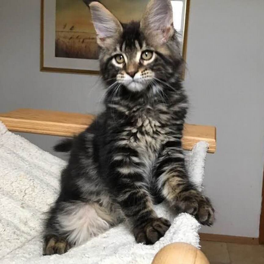 Мейн-кун котёнок