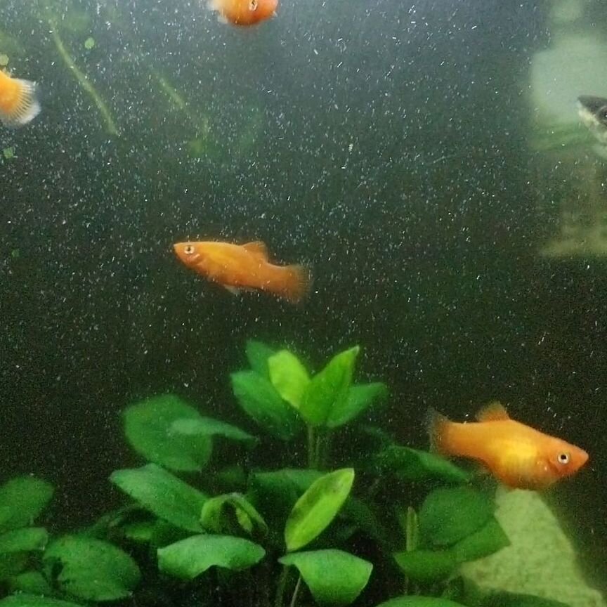 Аквариумные рыбки пецилии и гуппи