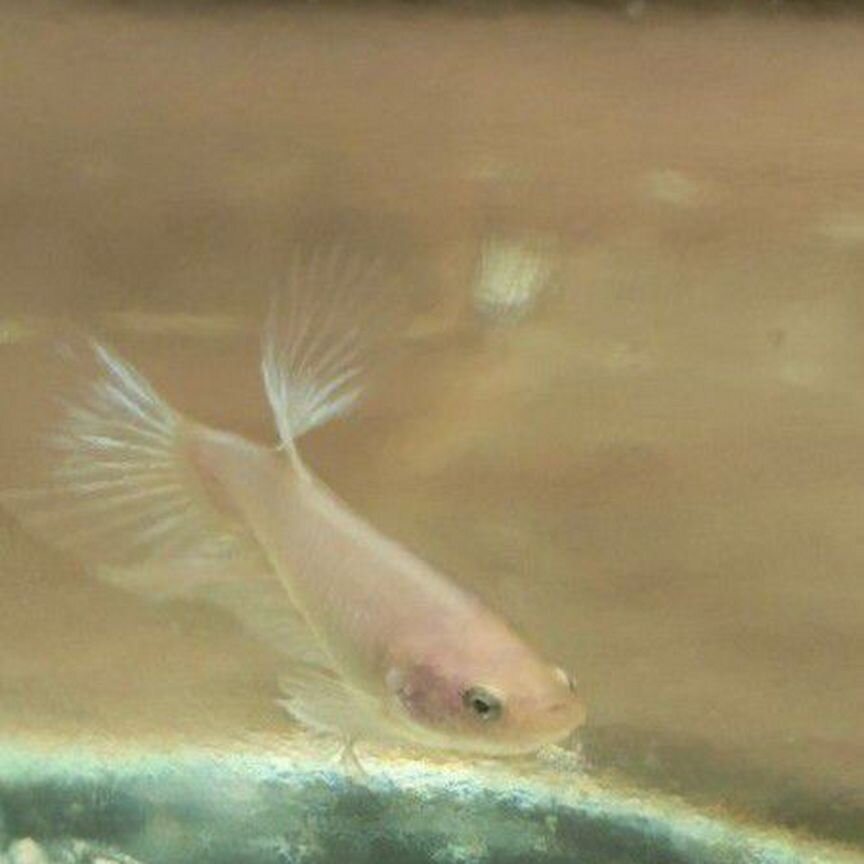 Рыбки петушки халф мун