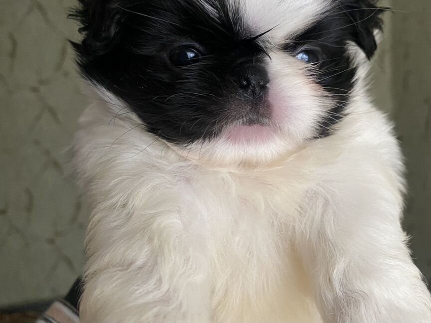 Японский хин