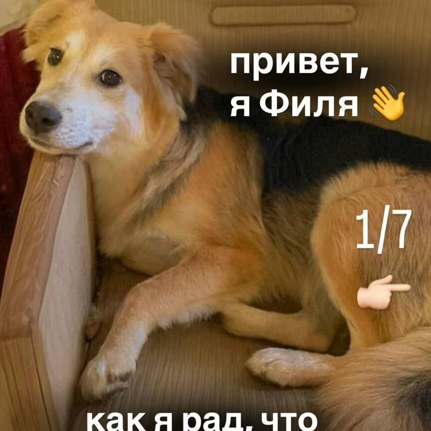 Взрослый пёс в добрые руки