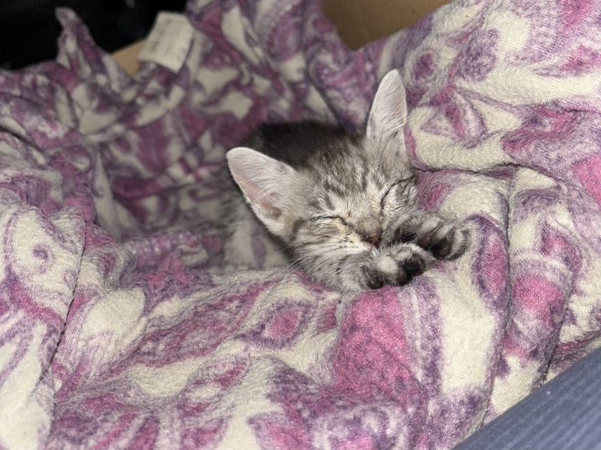 Котенок
