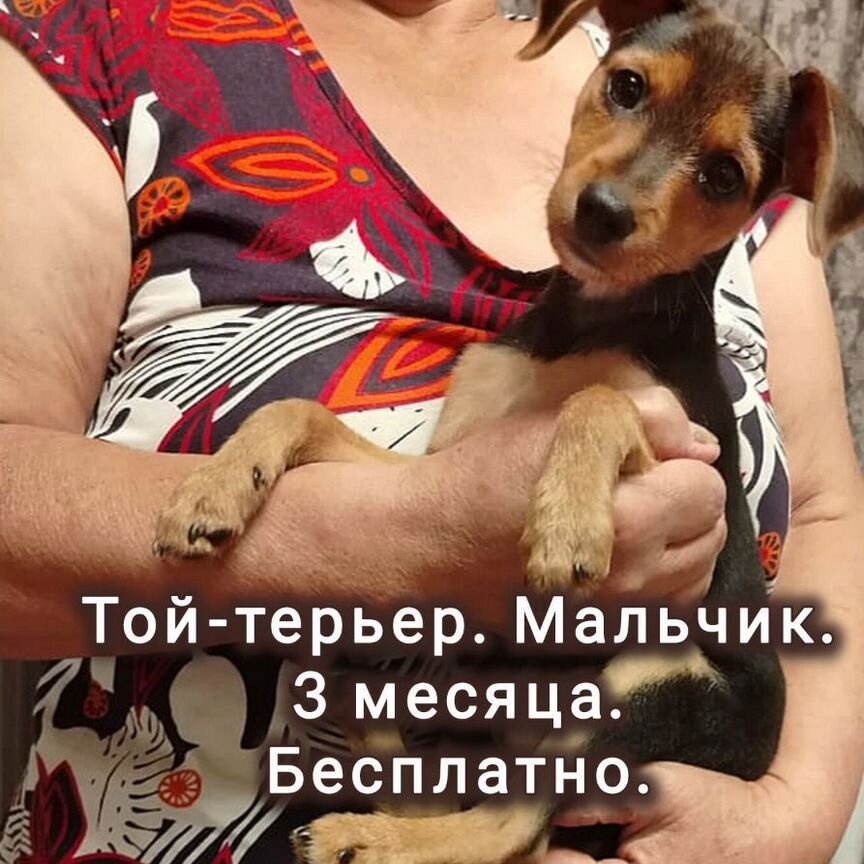 Русский той-терьер, щенок