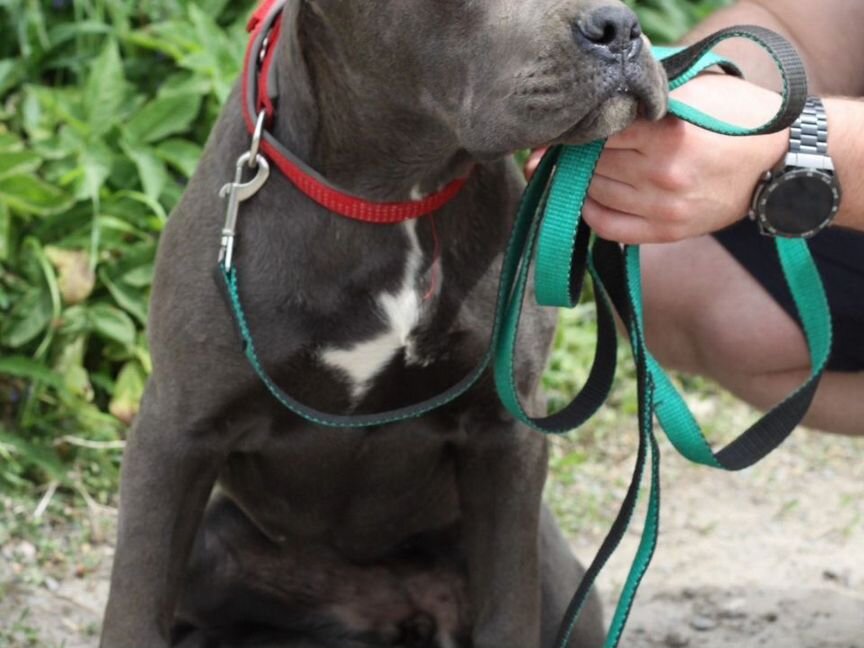 Щенки кане корсо