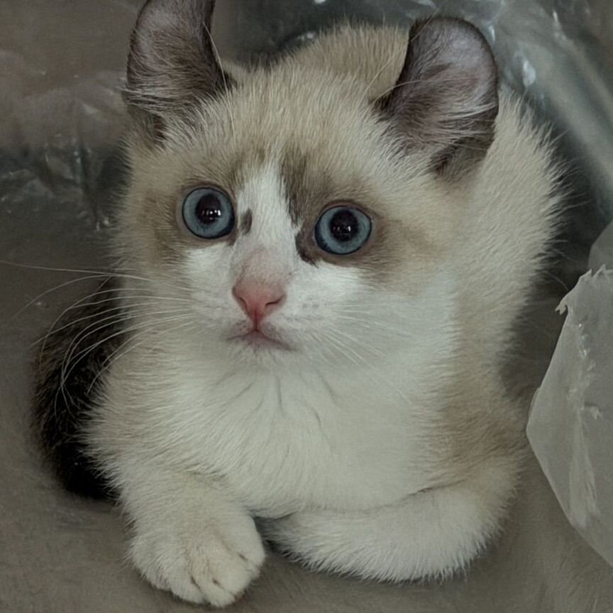 Сноу-Шу котёнок