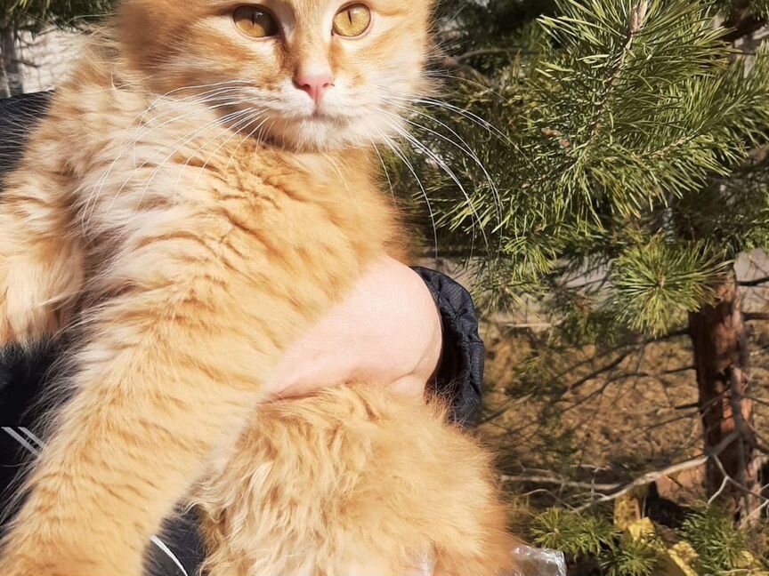 Котик в добрые руки