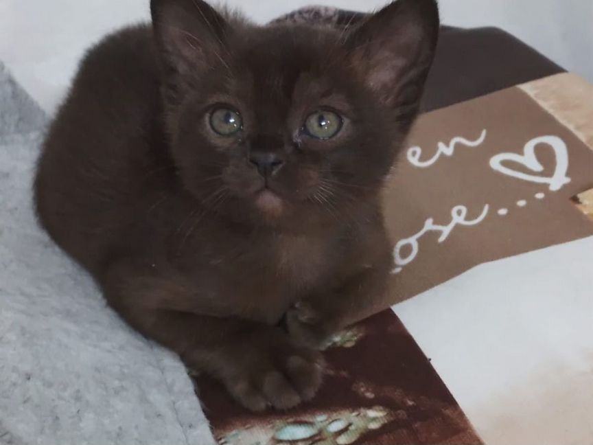 Бурманские котята