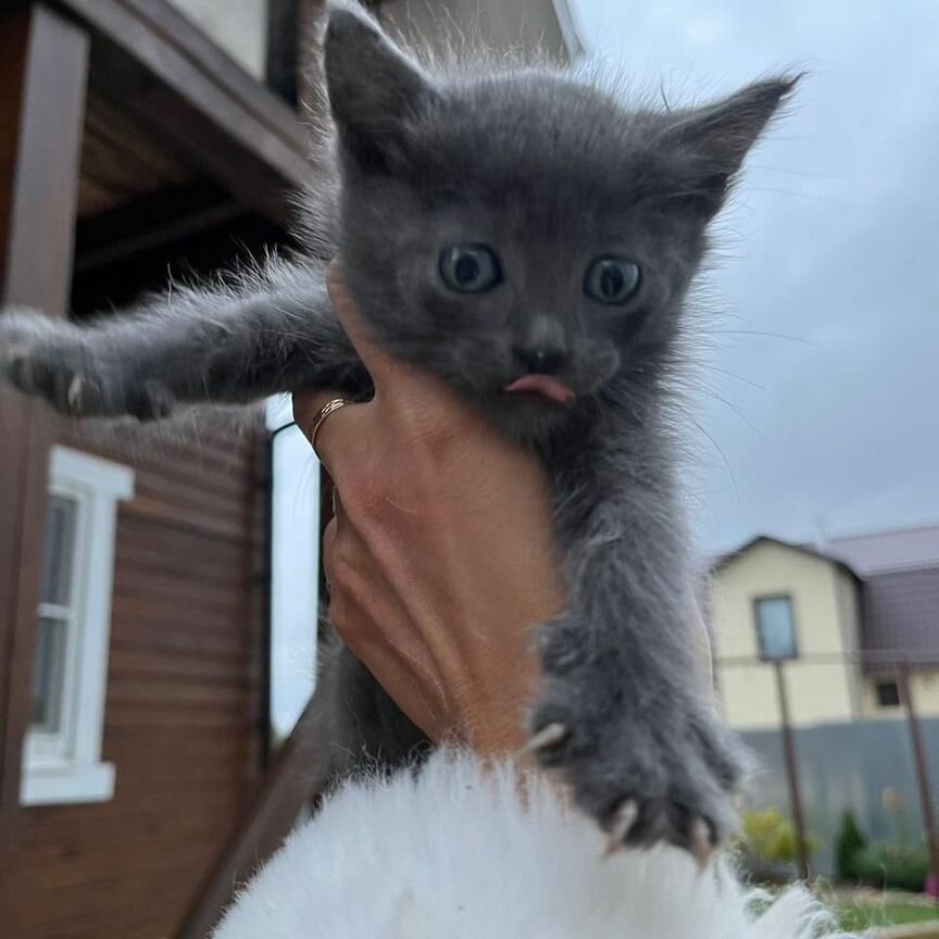 Котята в добрые руки в дар