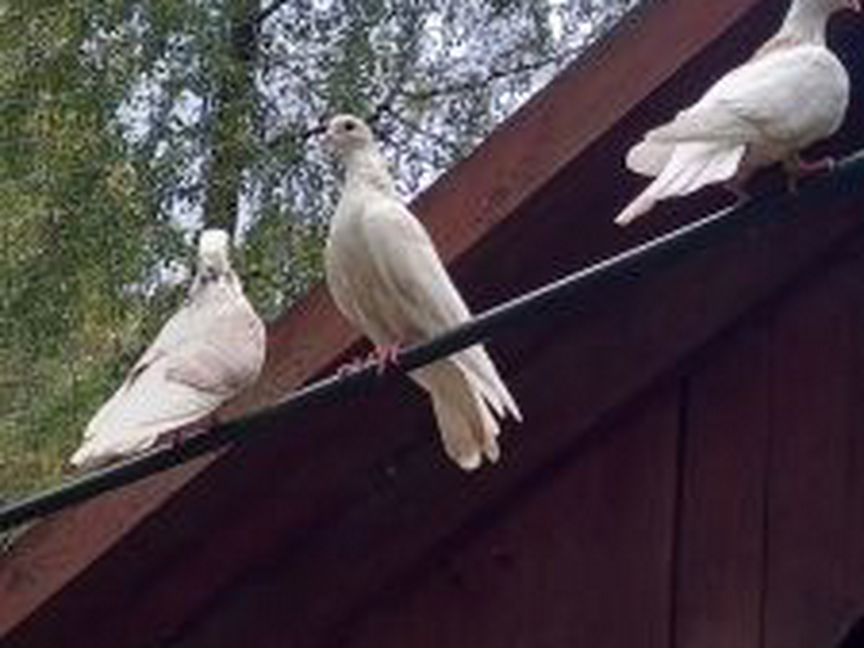 Голуби в хорошие руки