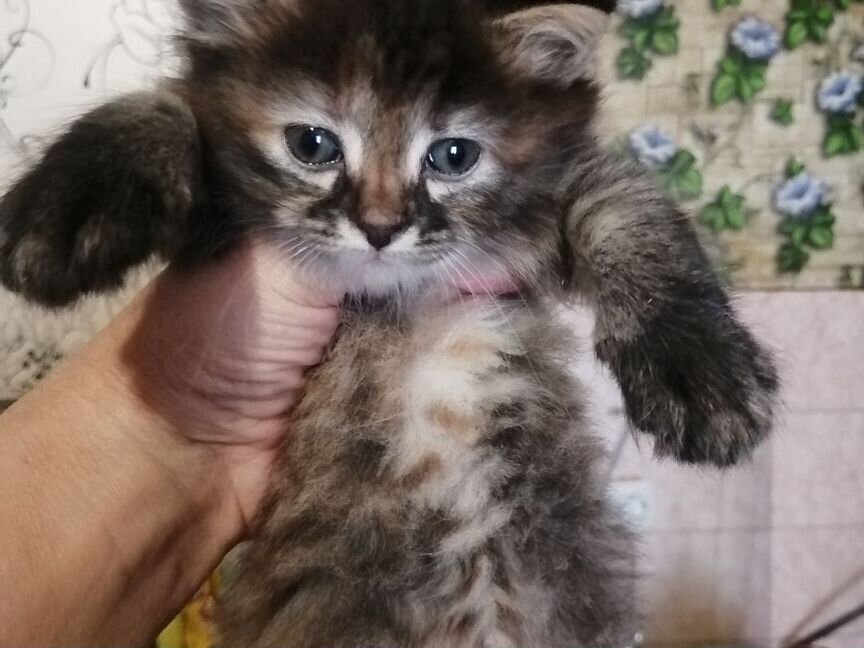 Коты