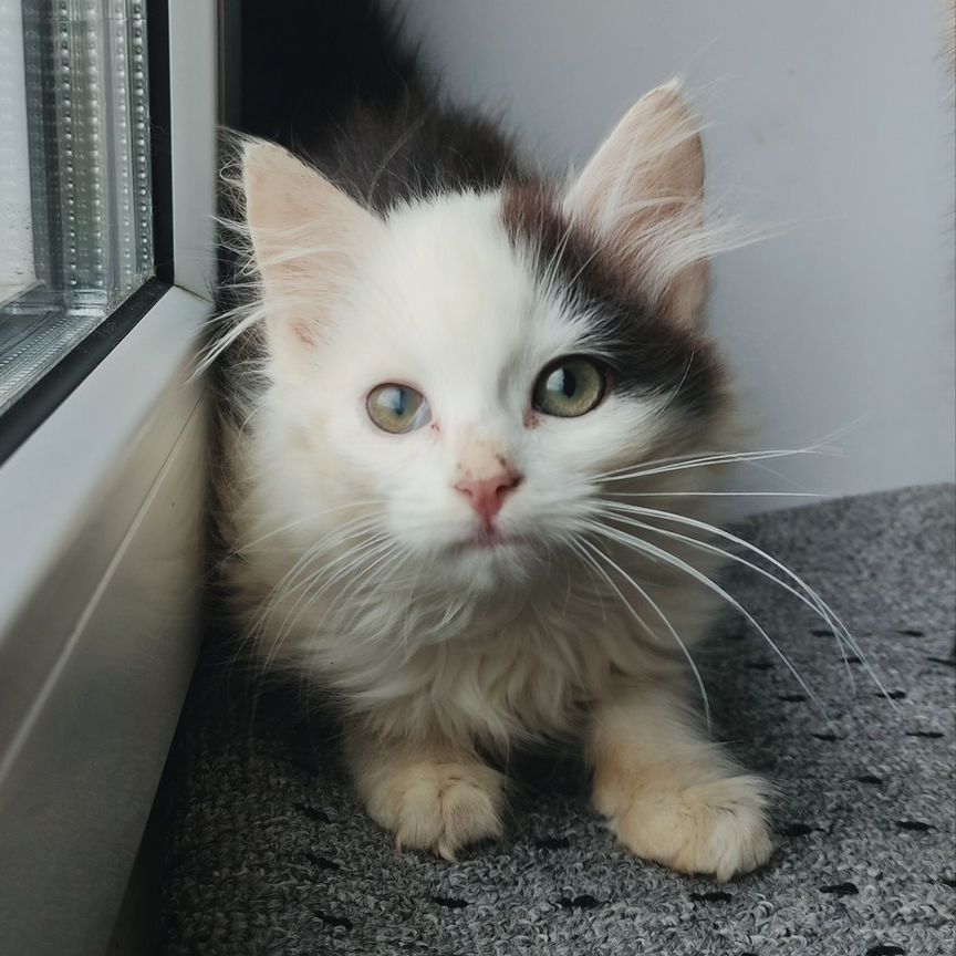Котенок в добрые руки