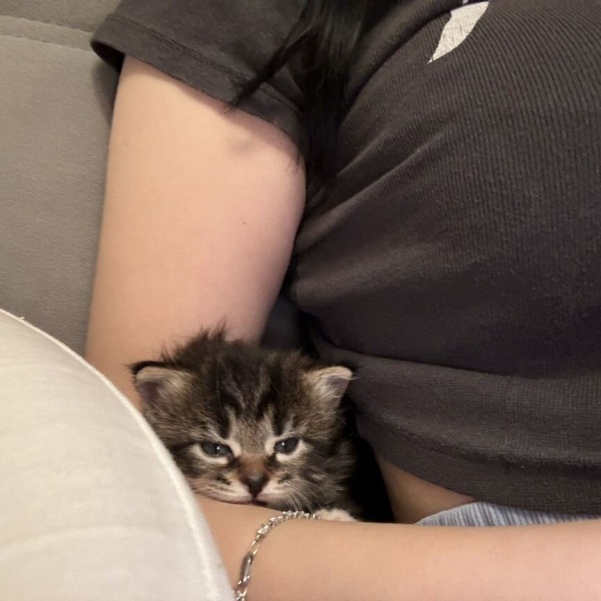 Котята породистые бесплатно челны