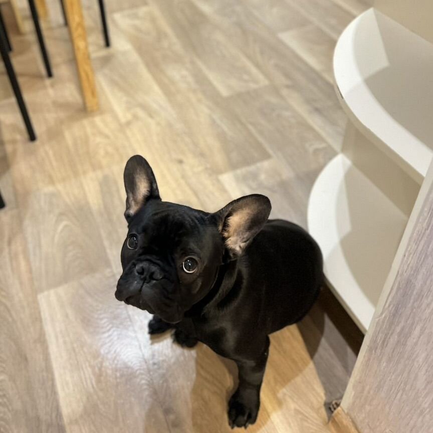 Французский бульдог, щенок