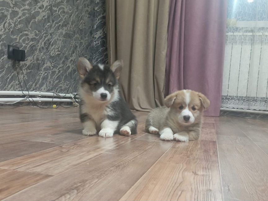 Вельш-корги пемброк