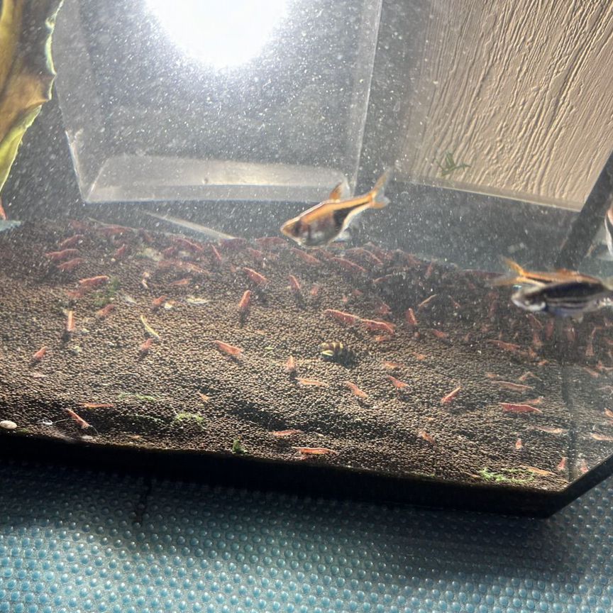 Креветки вишня