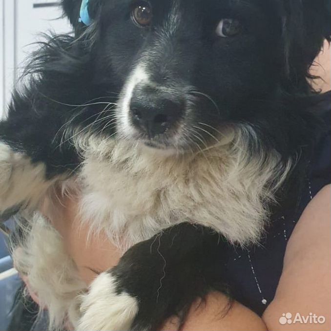 Бакстер небольшой песик