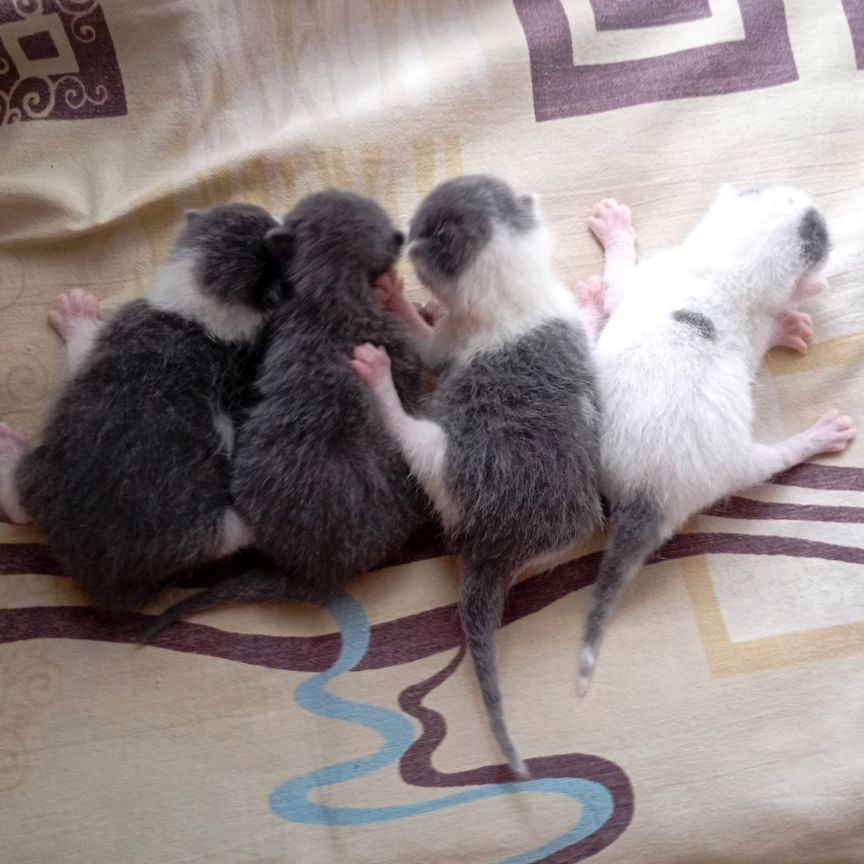 Новорожденные котята