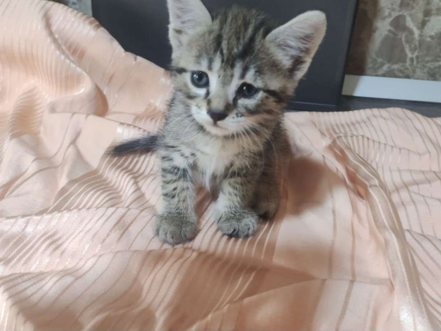 Выкинули котят