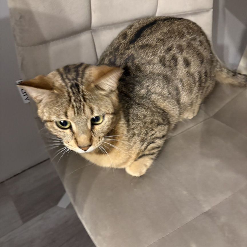 Отдам бенгалку в хорошие руки