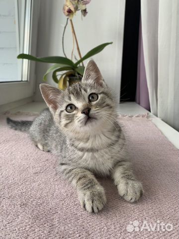 Котенок Шейла