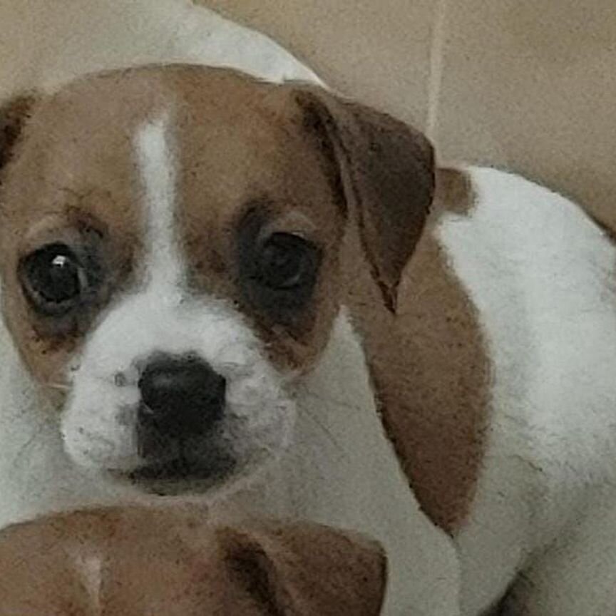 Щенки джек рассел терьер гладкошерстные