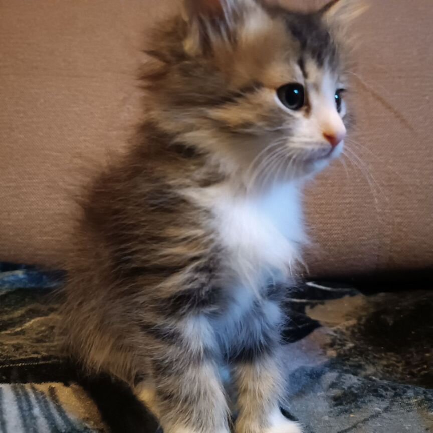 Котята пушистики в добрые руки